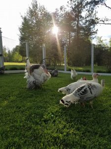 15 Tips for Adding Royal Palm Turkeys to Your Flock - Backyard Poultry